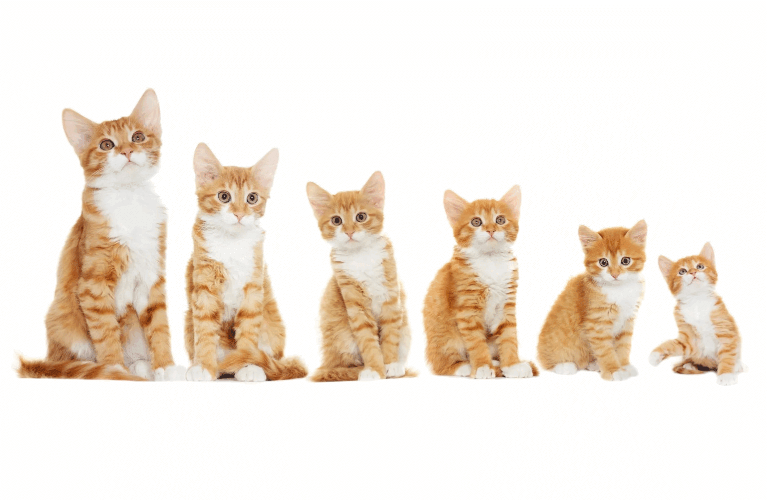 The Life Cycle of a Cat: Stages from Kitten to Senior - Meredith Plays