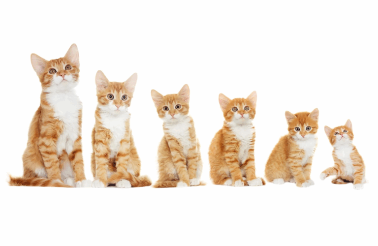 The Life Cycle of a Cat: Stages from Kitten to Senior - Meredith Plays