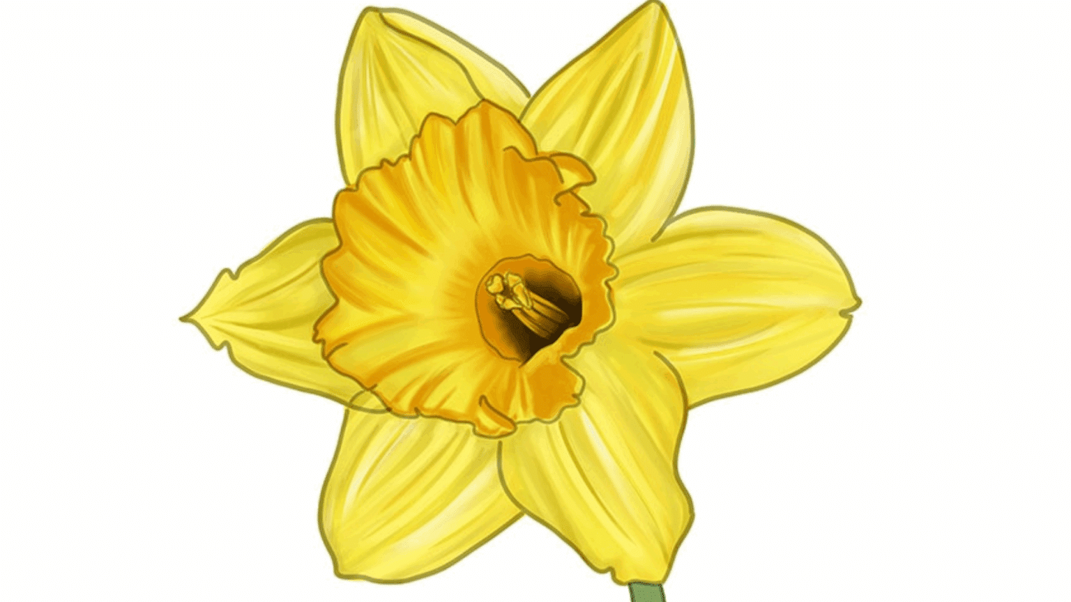 Simple Steps on How to Draw a Daffodil for Every Artist - Meredith Plays