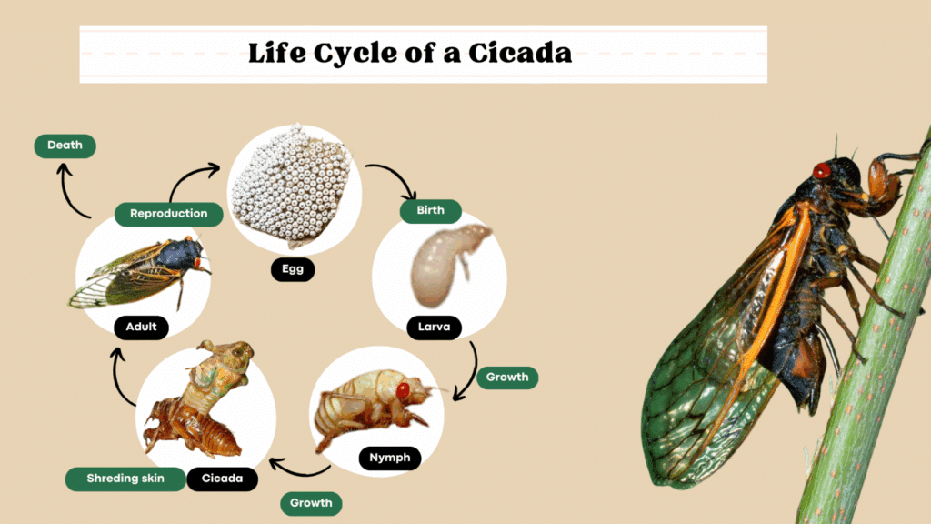 Fun and Simple Life Cycle of A Cicada for Kids - Meredith Plays
