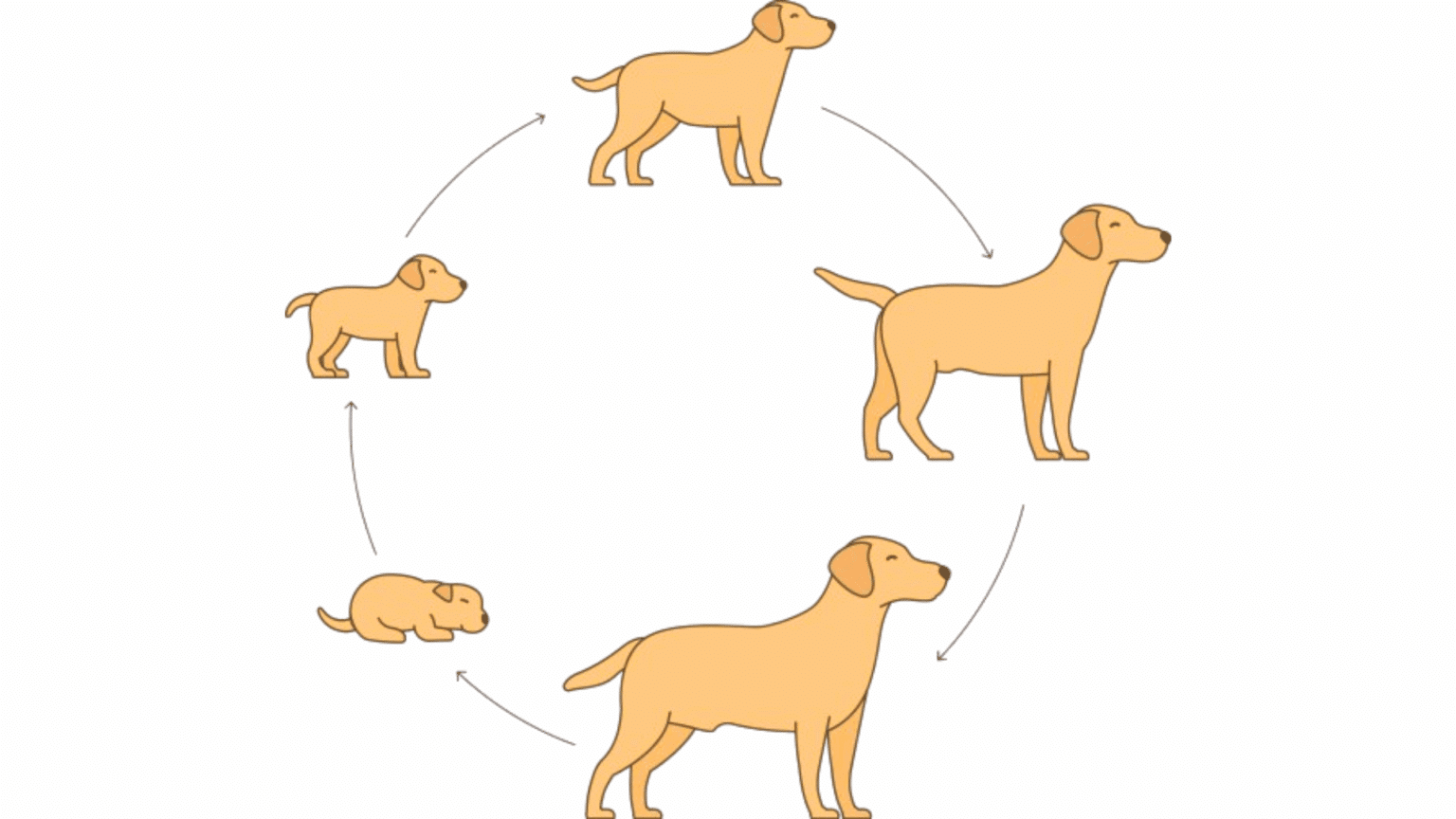 The Life Cycle of a Dog: How Breed and Size Impact Growth - Meredith Plays
