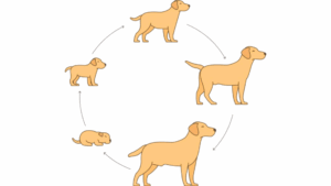 The Life Cycle of a Dog: How Breed and Size Impact Growth - Meredith Plays