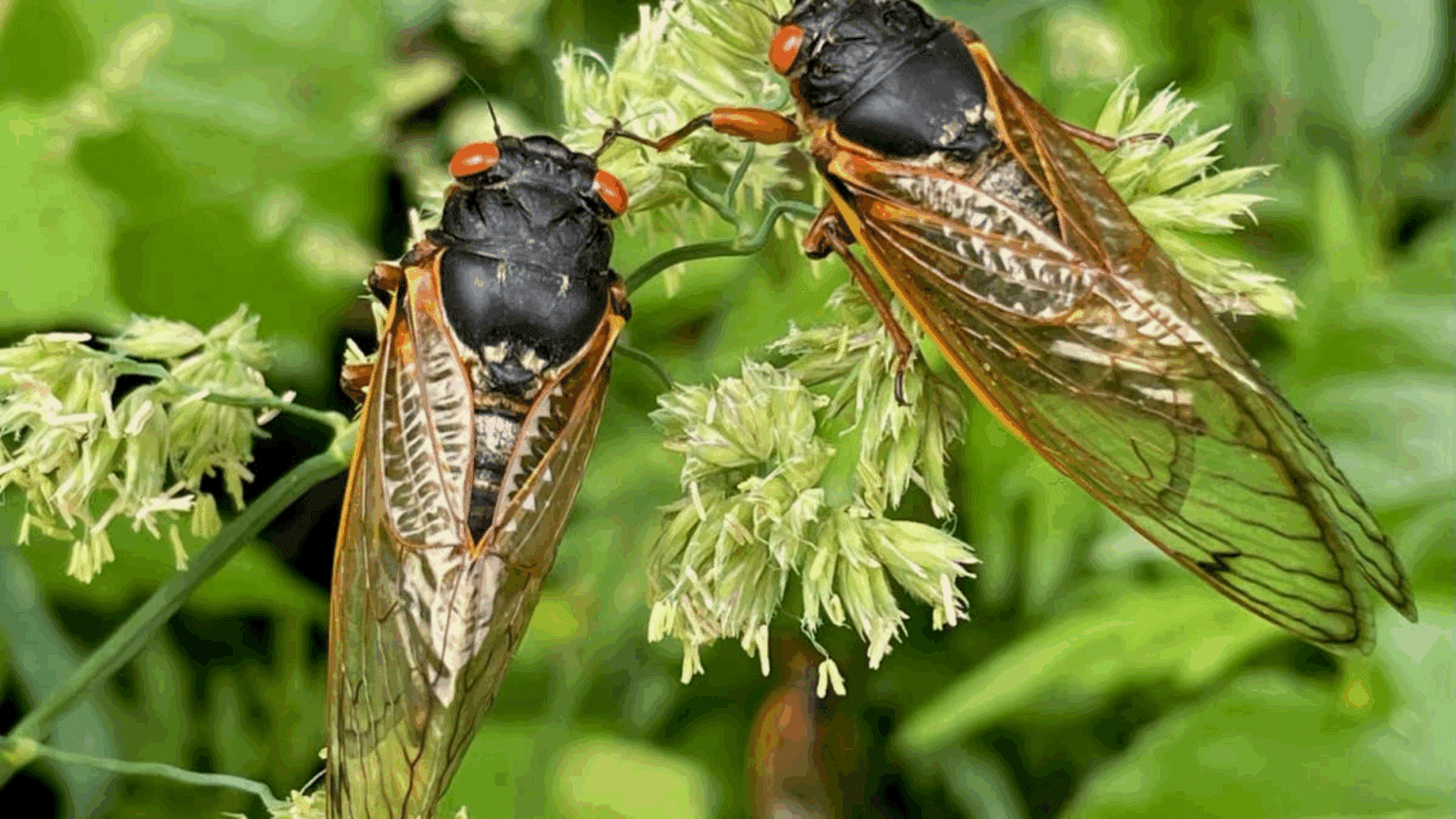 Fun and Simple Life Cycle of A Cicada for Kids - Meredith Plays