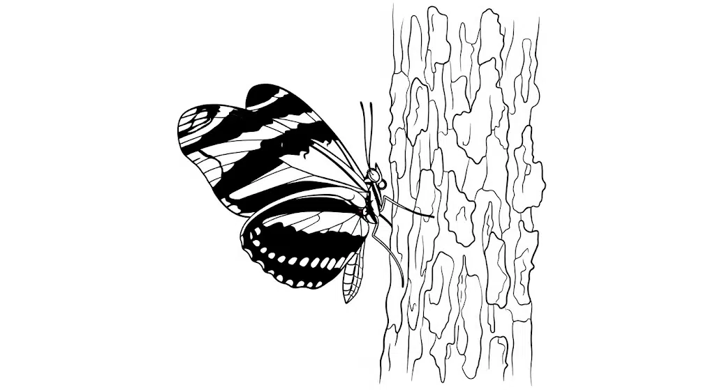 Click for Free Pdf of Butterfly Coloring Ideas and Sheets - Meredith Plays