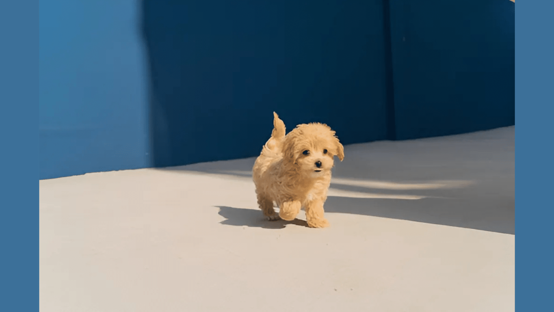 The Life Cycle of a Dog: How Breed and Size Impact Growth - Meredith Plays