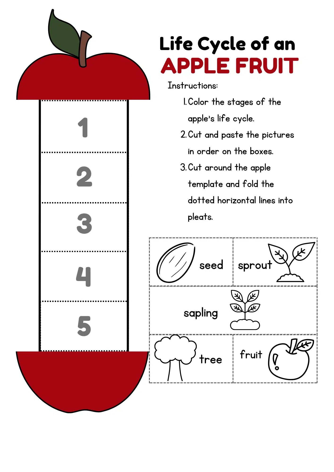 Fun Learning with Apple Life Cycle Printables - Meredith Plays