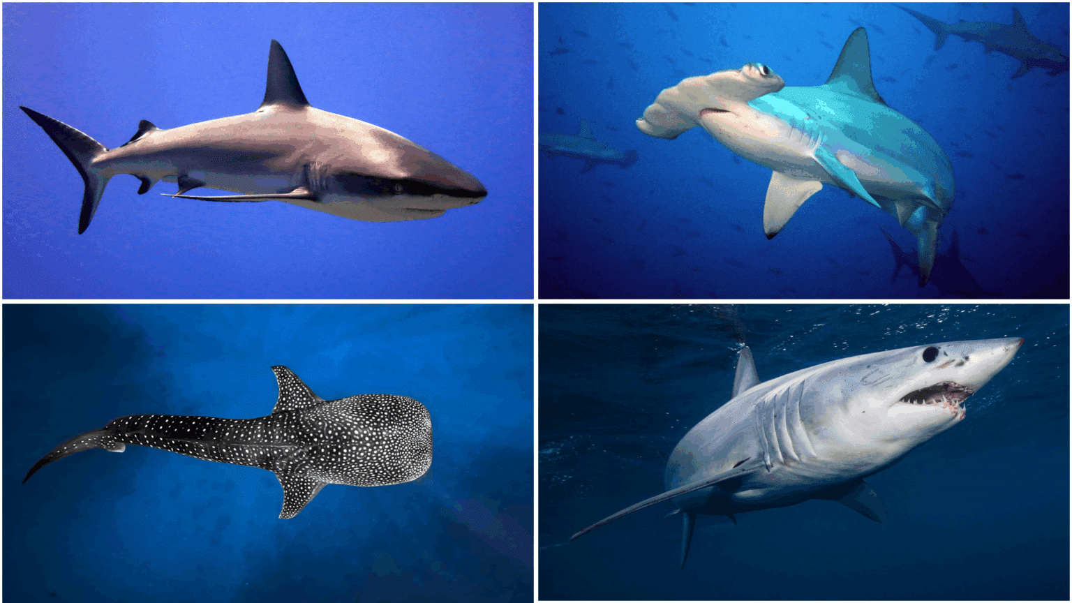 47 Cool Shark Facts that You Didn't Know - Meredith Plays