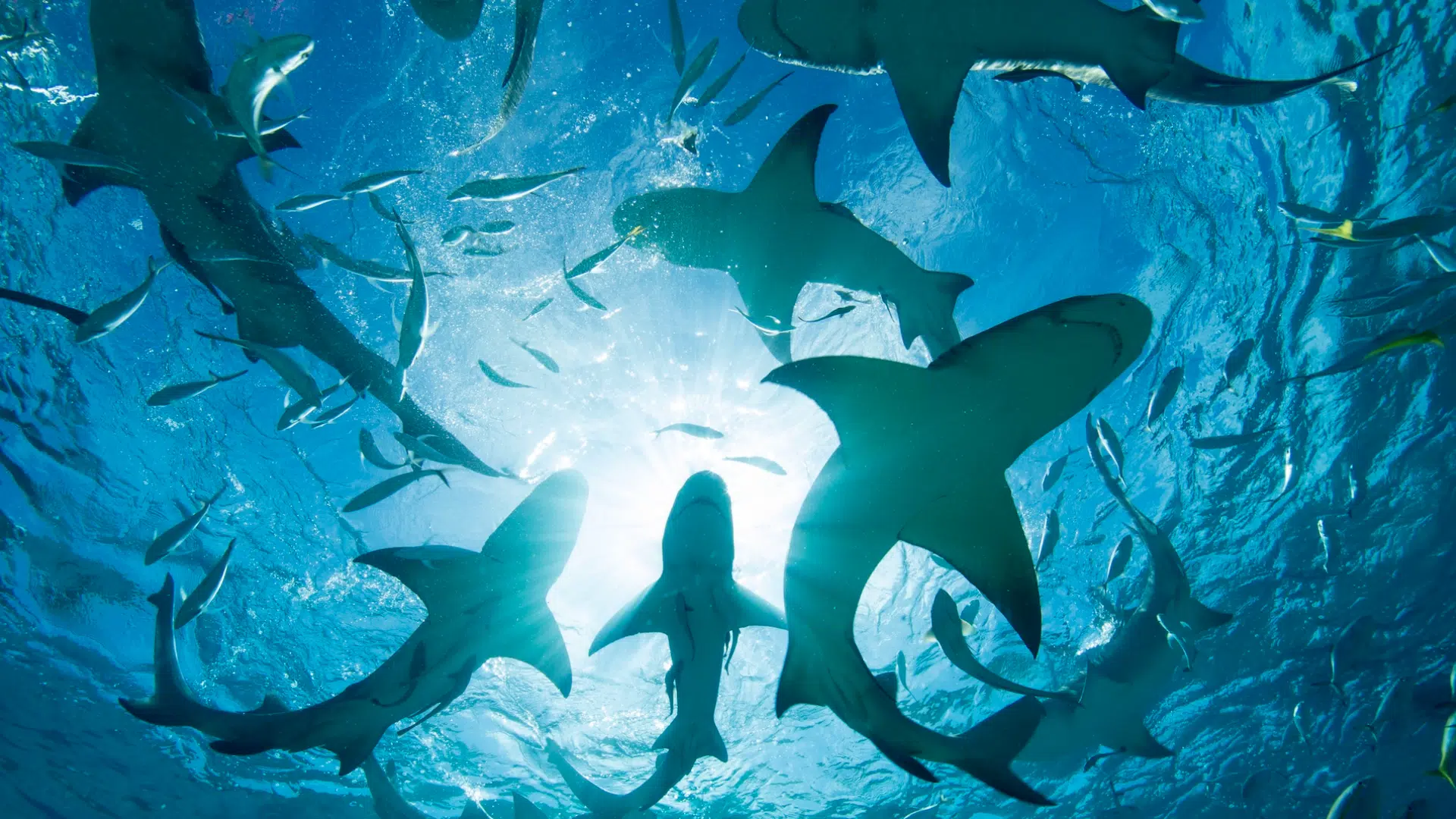 47 Cool Shark Facts that You Didn't Know - Meredith Plays