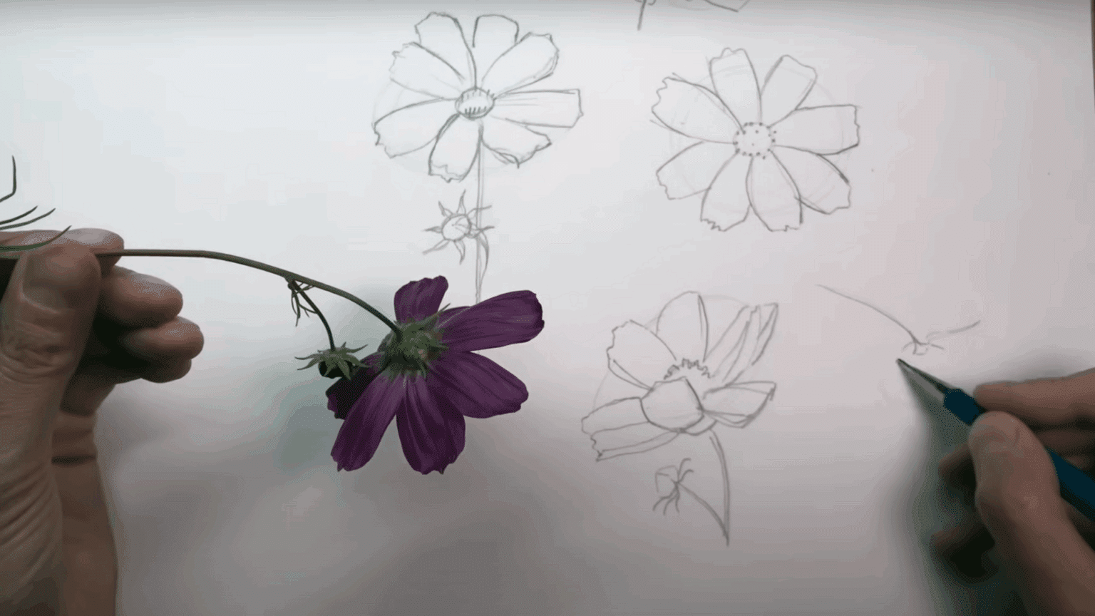 Step by Step Drawing for Adults That Anyone Can Learn - Meredith Plays