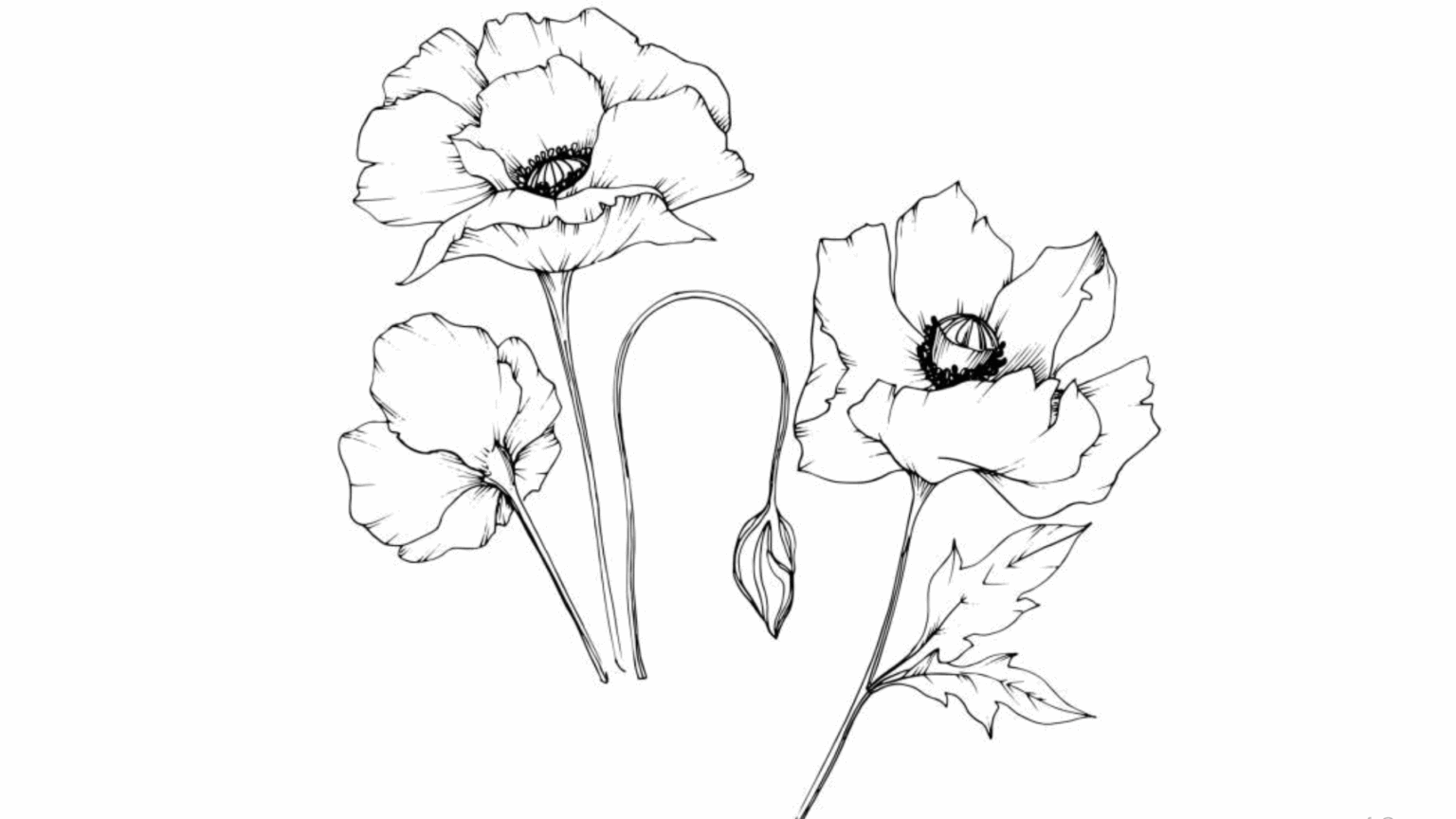 Flower Drawing Ideas to Spark Your Creativity - Meredith Plays