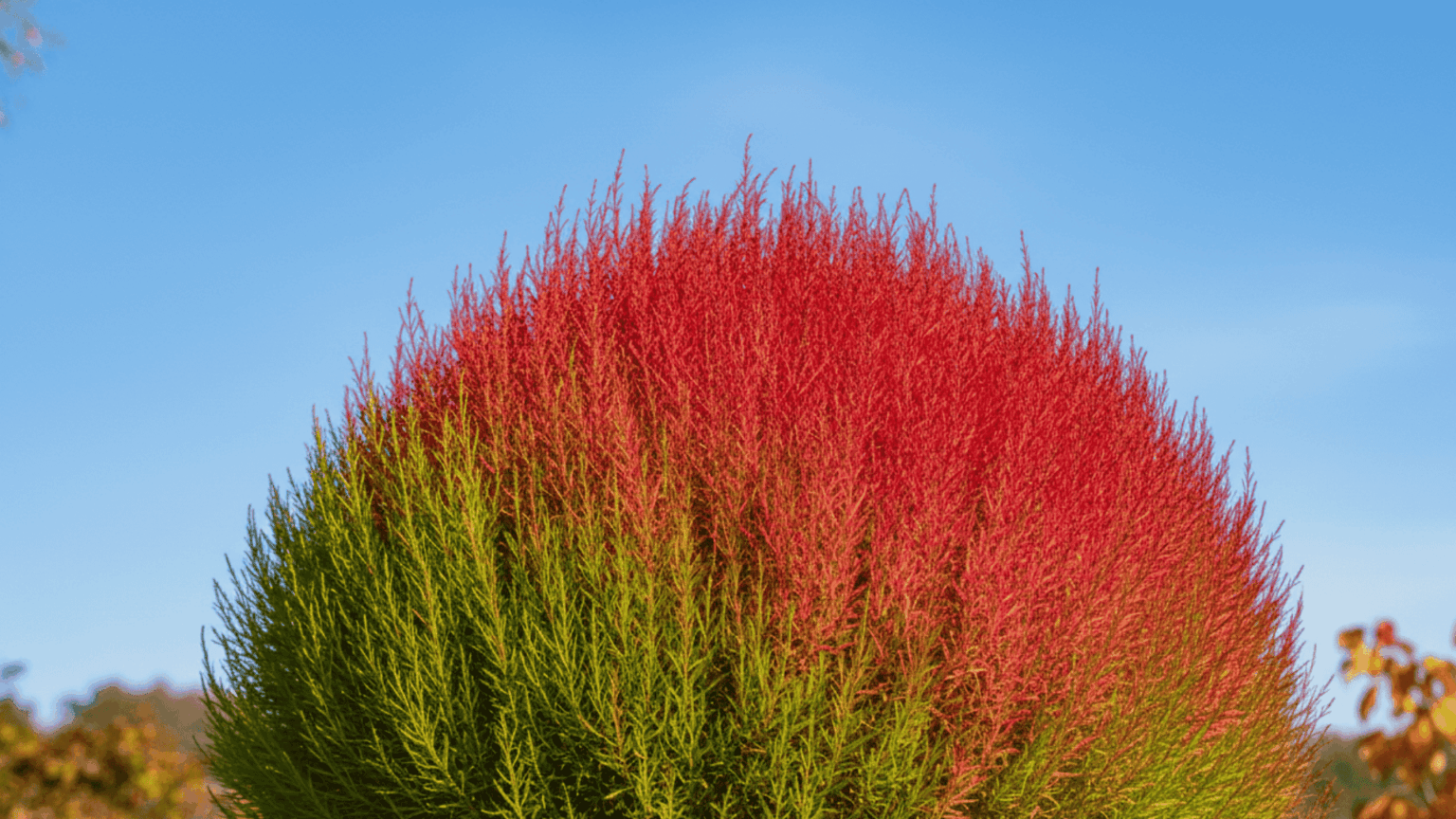 21 Beautiful Flowers That Start with K - Meredith Plays