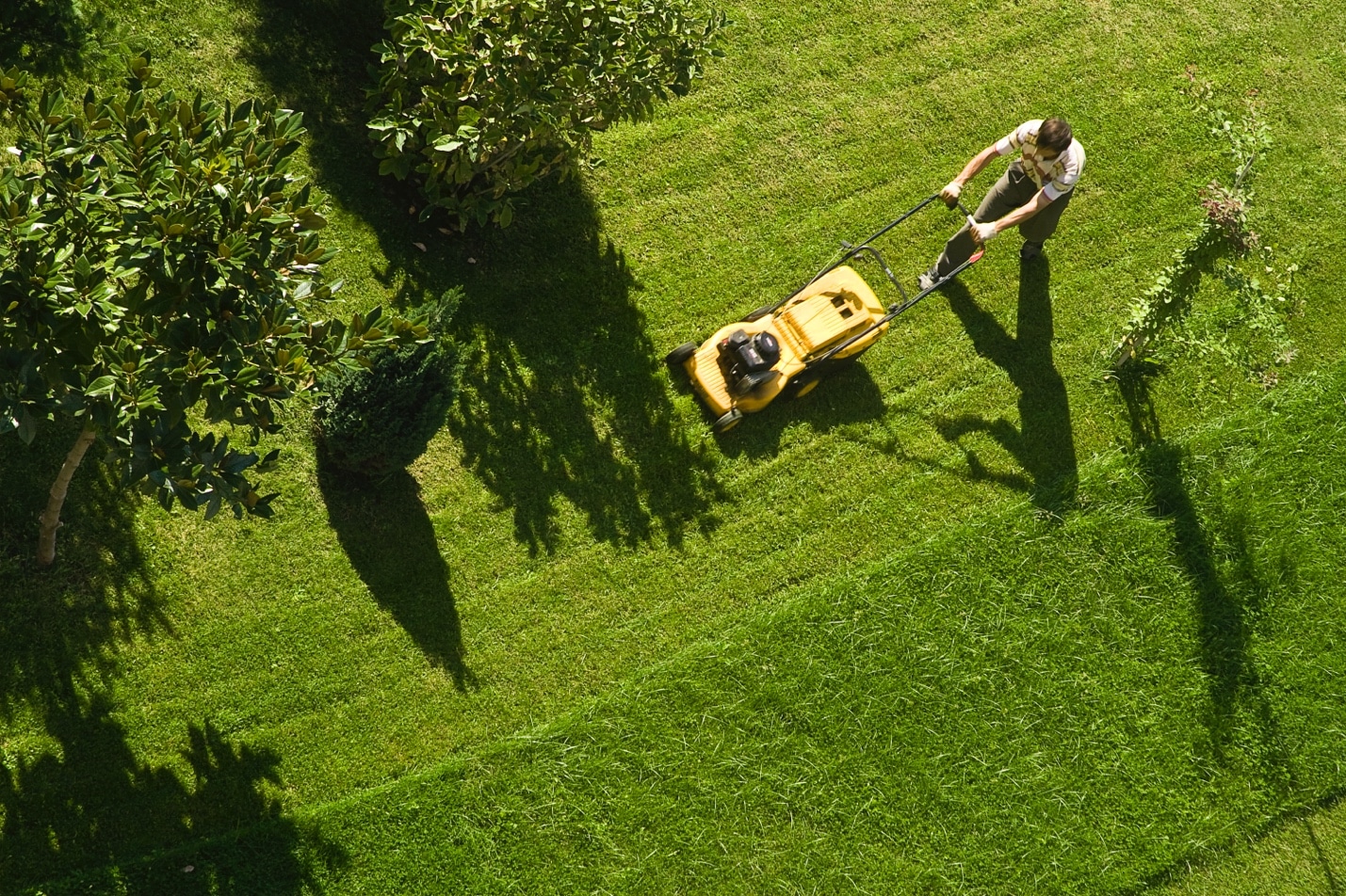 Planning For A Lawn That Ages Gracefully With You - Meredith Plays