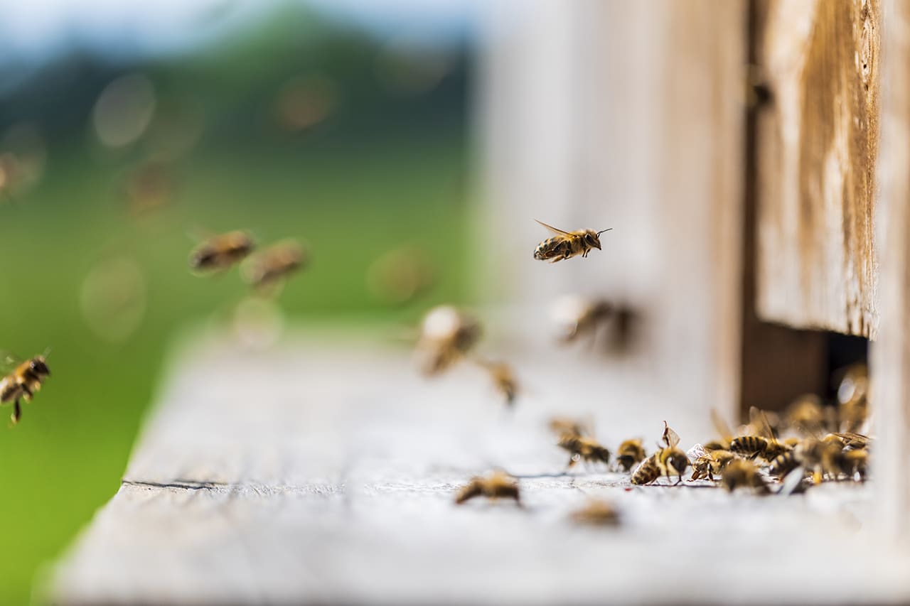 A Month-By-Month Pest Calendar Every Family Should Know - Meredith Plays